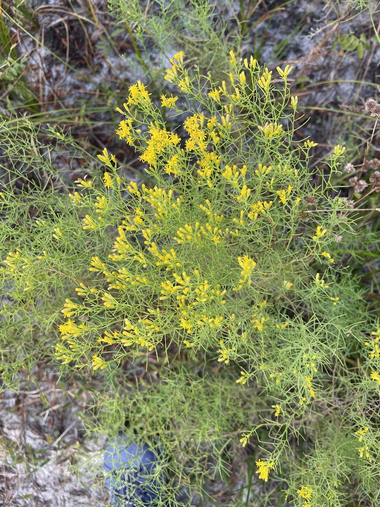 slender goldentop from Babson Park, FL, US on October 29, 2022 at 08:52 ...
