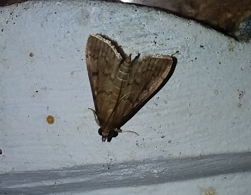 Dusky Herpetogramma Moth in August 2018 by metanoia88 · iNaturalist