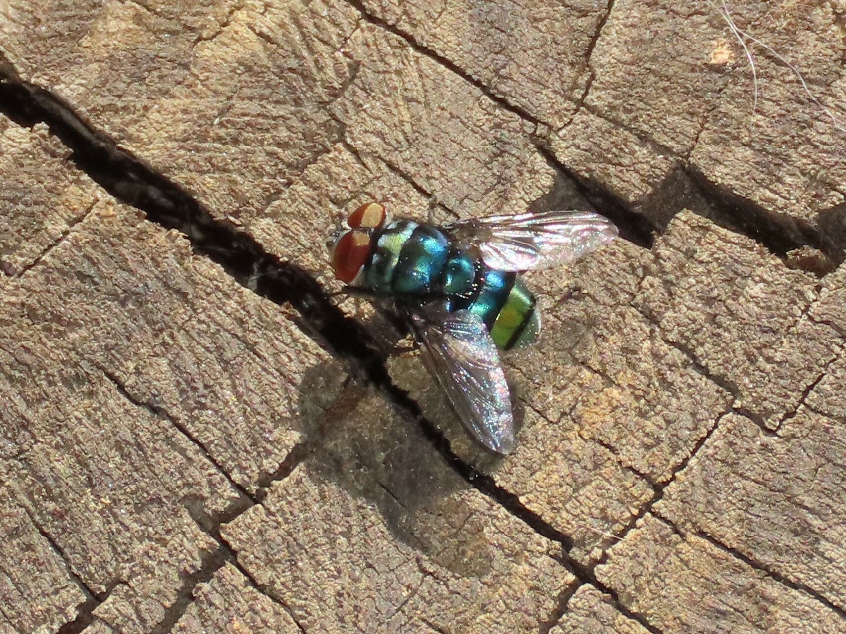 Chrysomya chloropyga (Wiedemann, 1818)