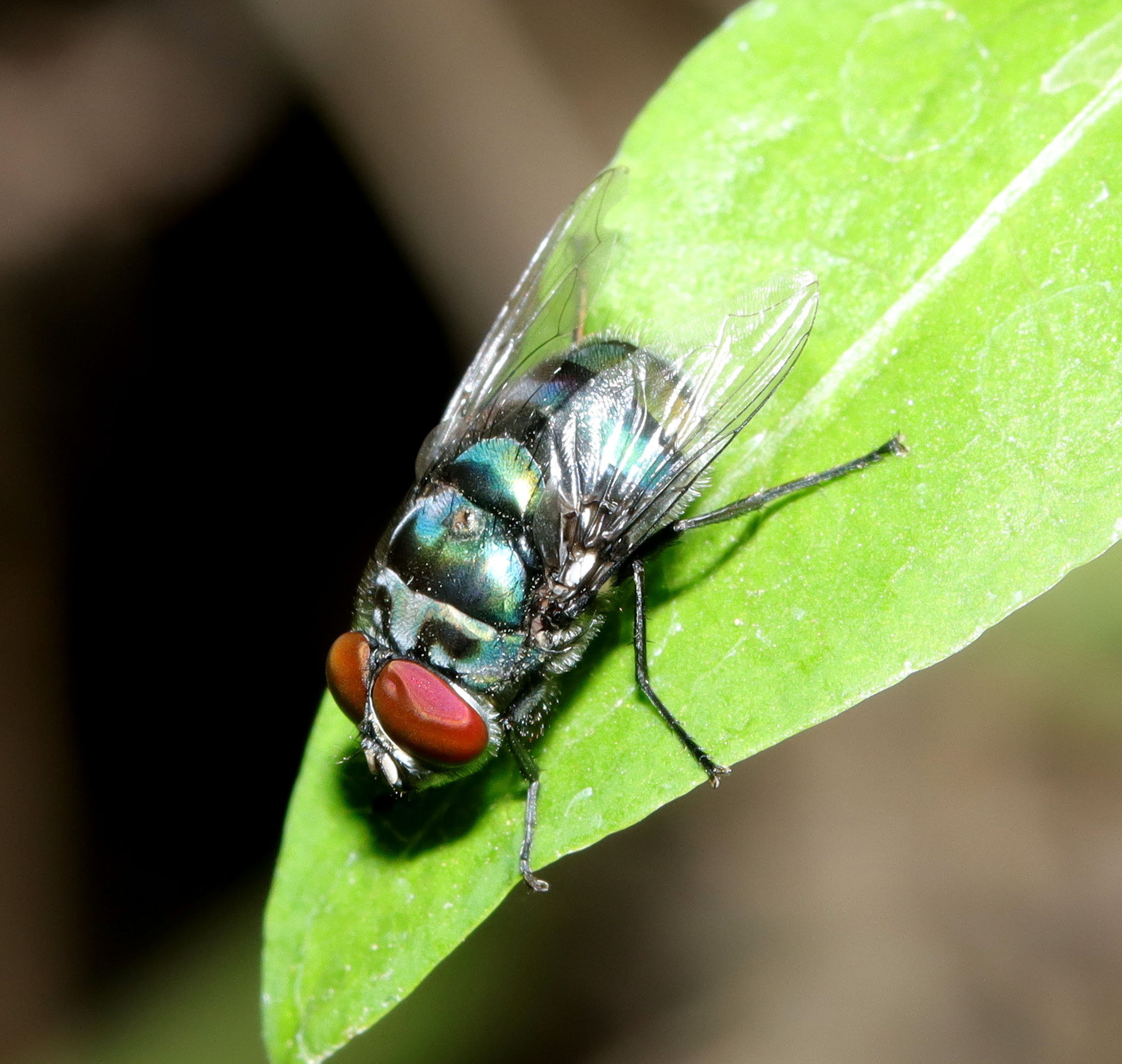 Chrysomya chloropyga (Wiedemann, 1818)