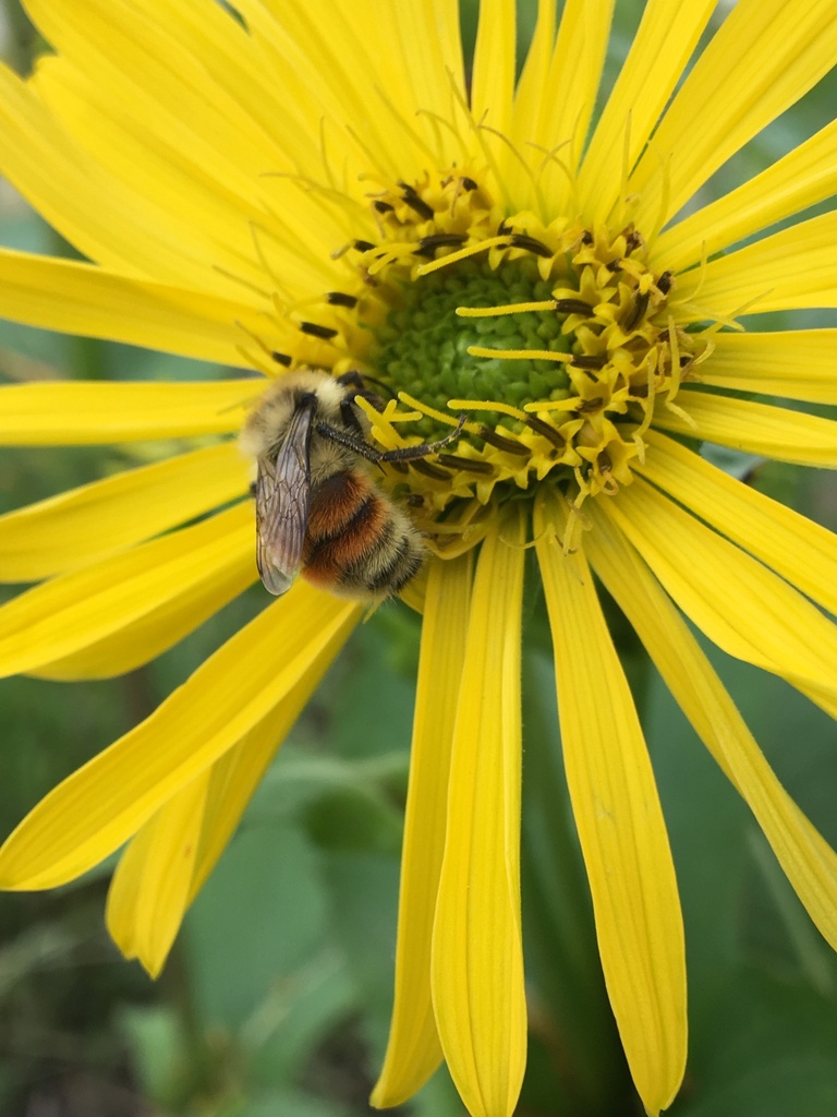 Hunt's Bumble Bee from Douglasdale, Calgary, AB T2Z, Canada on ...