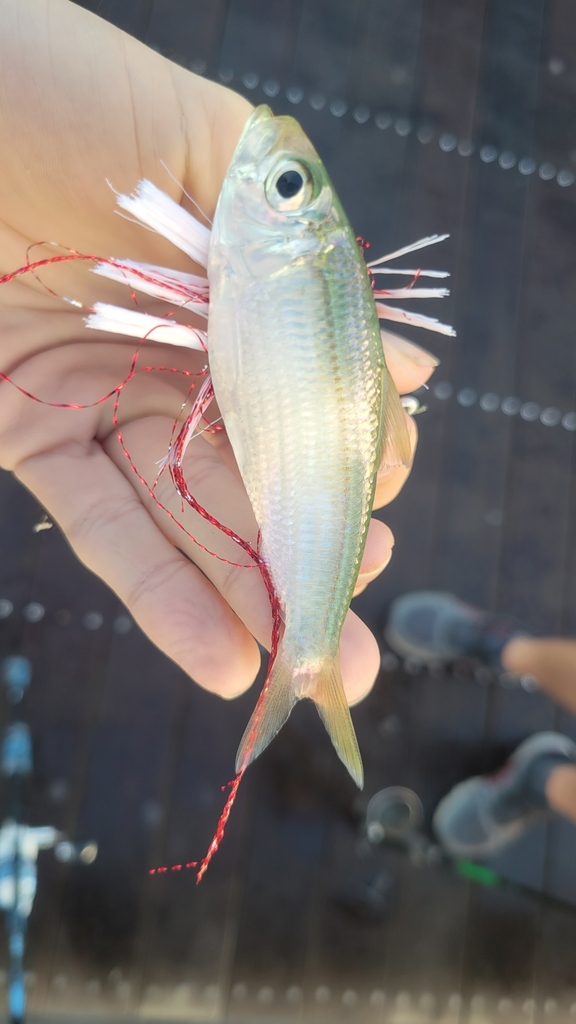 Scaled Sardine from Sarasota County, FL, USA on October 29, 2022 at 08: ...