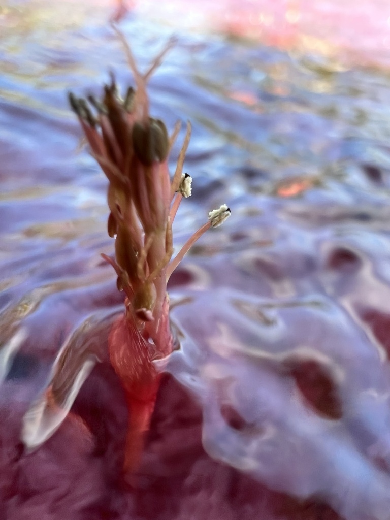 Rhyncholacis clavigera from Natural National Park Sierra de la Macarena ...