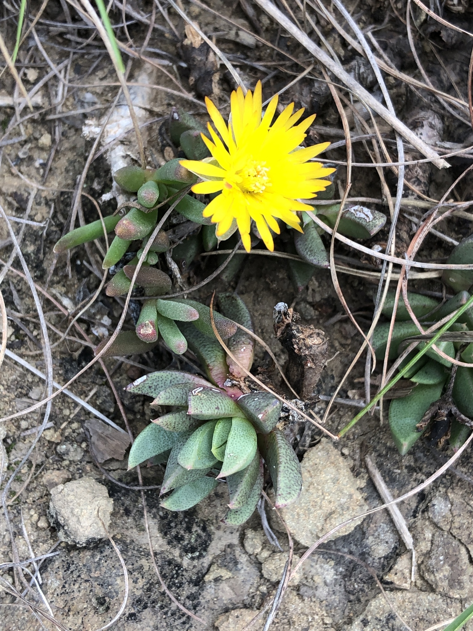 Bergeranthus Schwantes