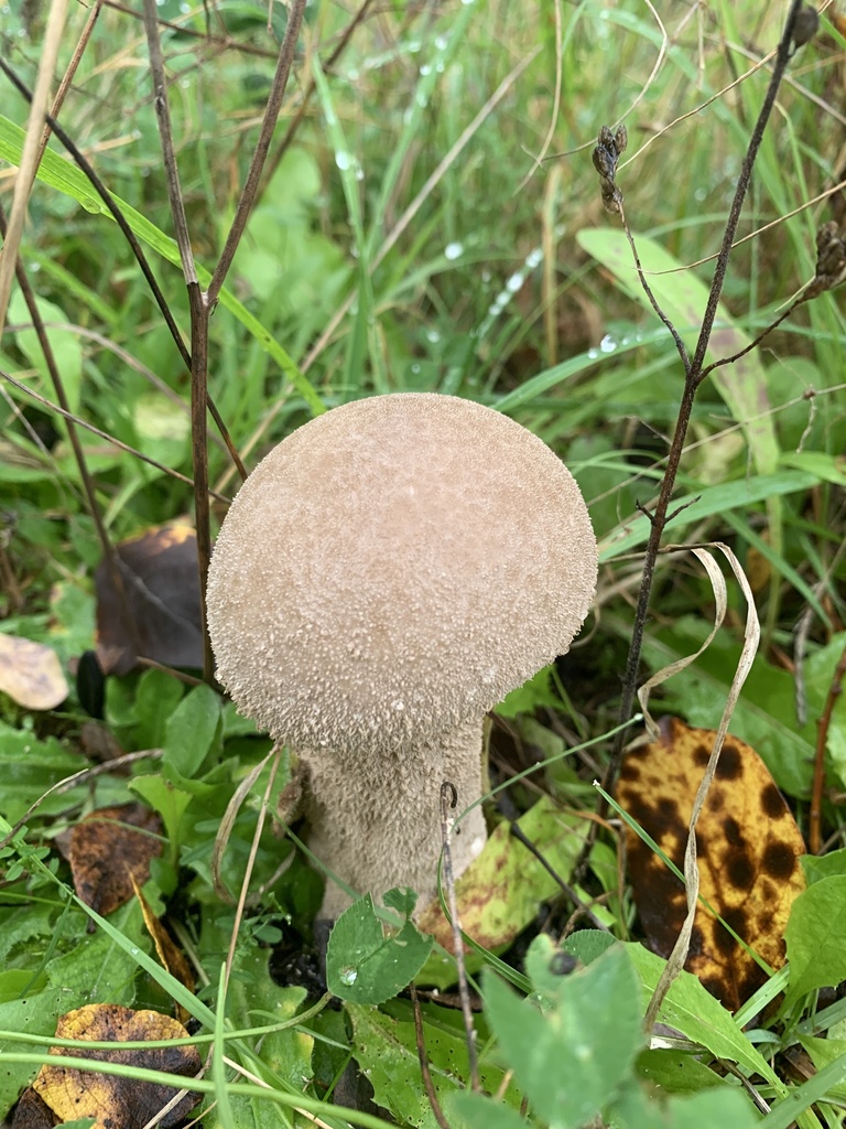 common puffball from Rylstone Grove, Sheffield, England, GB on October ...