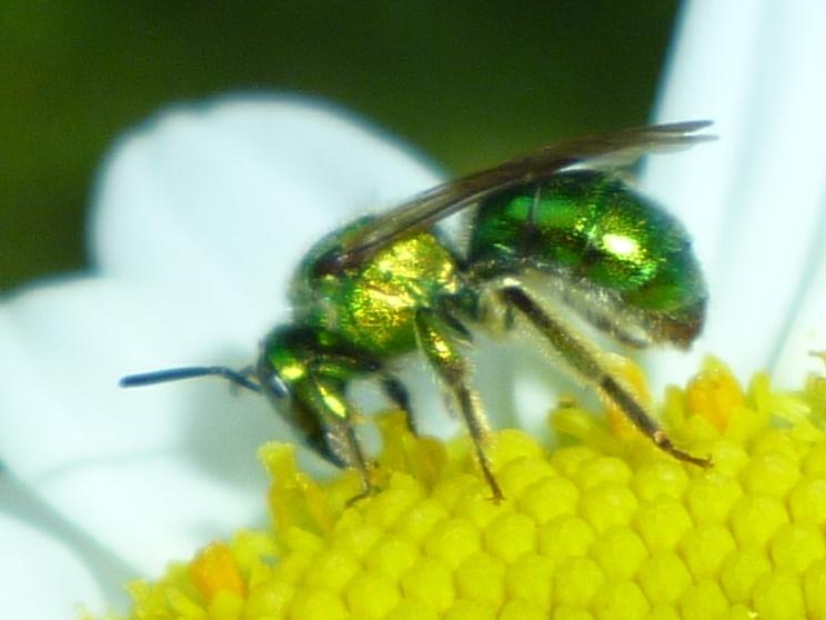 Augochloropsis metallica from Milbern Dr, Potomac, MD 20854, USA on ...