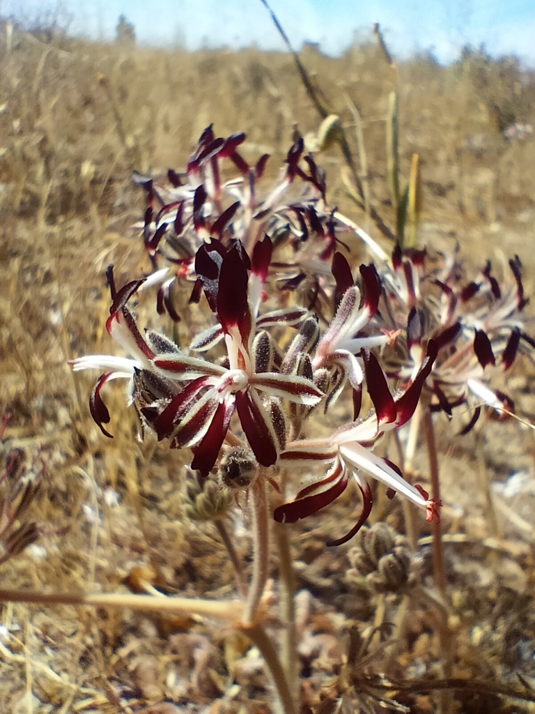 Various-Leaved Pelargonium from Botterblom Nature Reserve on October 29 ...