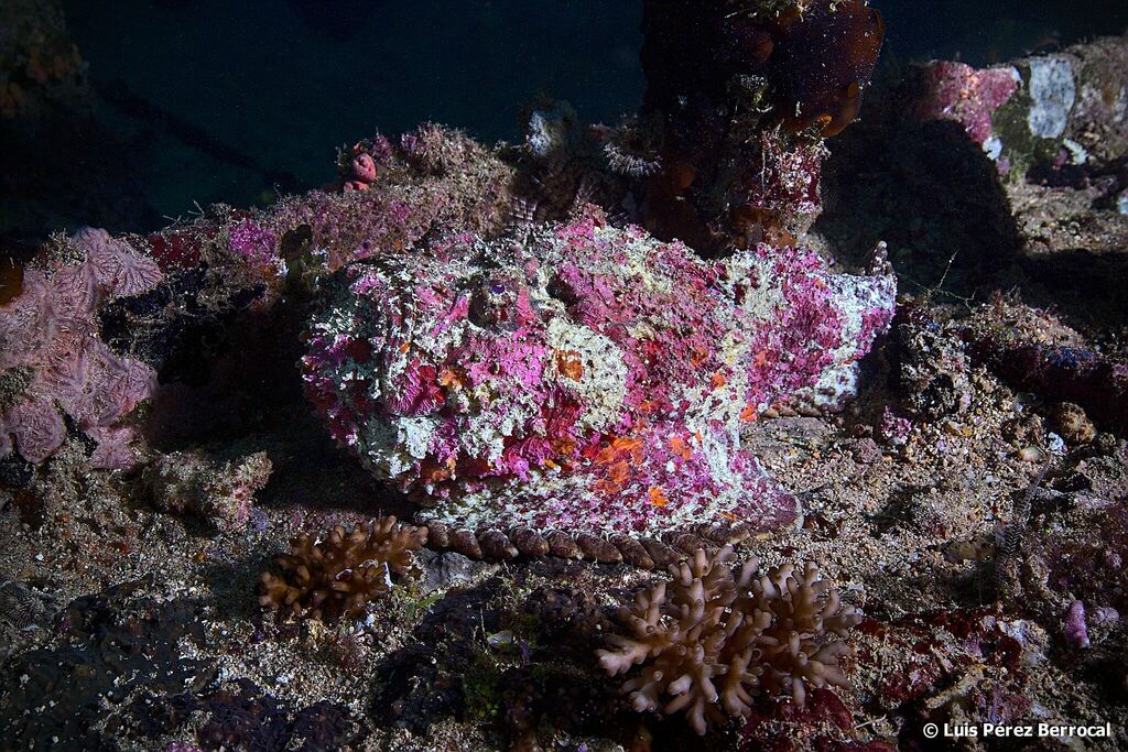Reef Stonefish (Synanceia verrucosa) - Marine Life Identification