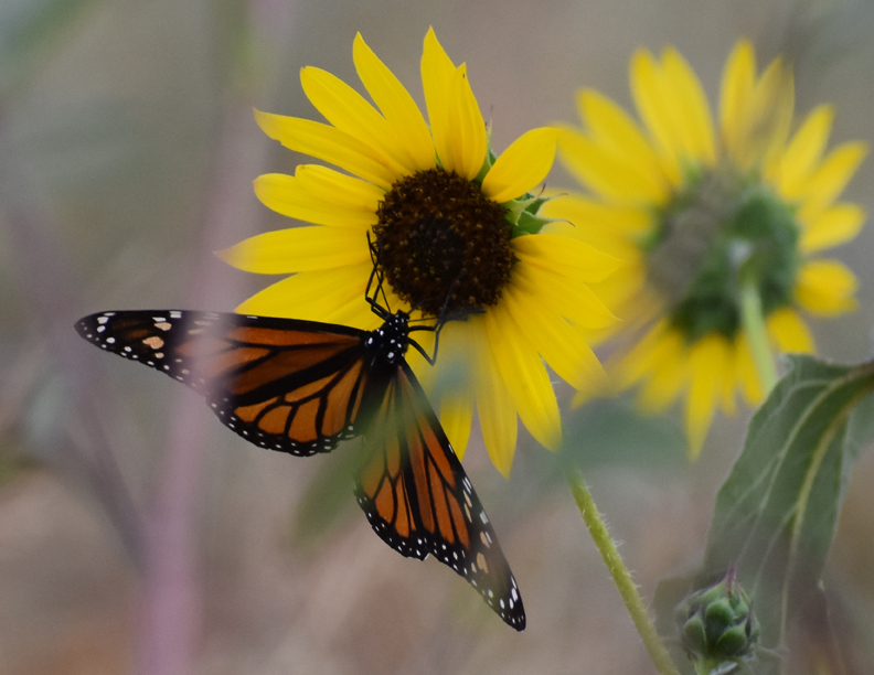 Monarch from Coahoma, Texas, USA on October 9, 2022 by Thomas J. Bright ...