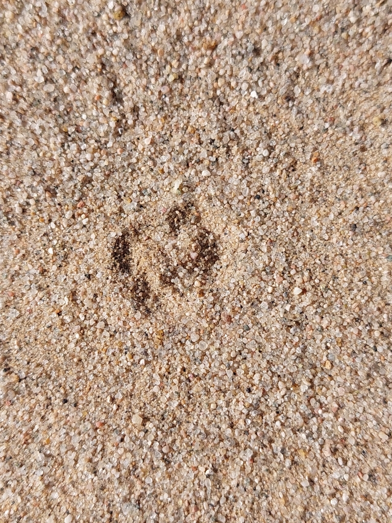 Buckspoor Spiders from Erongo Region, Namibia on October 29, 2022 at 05 ...