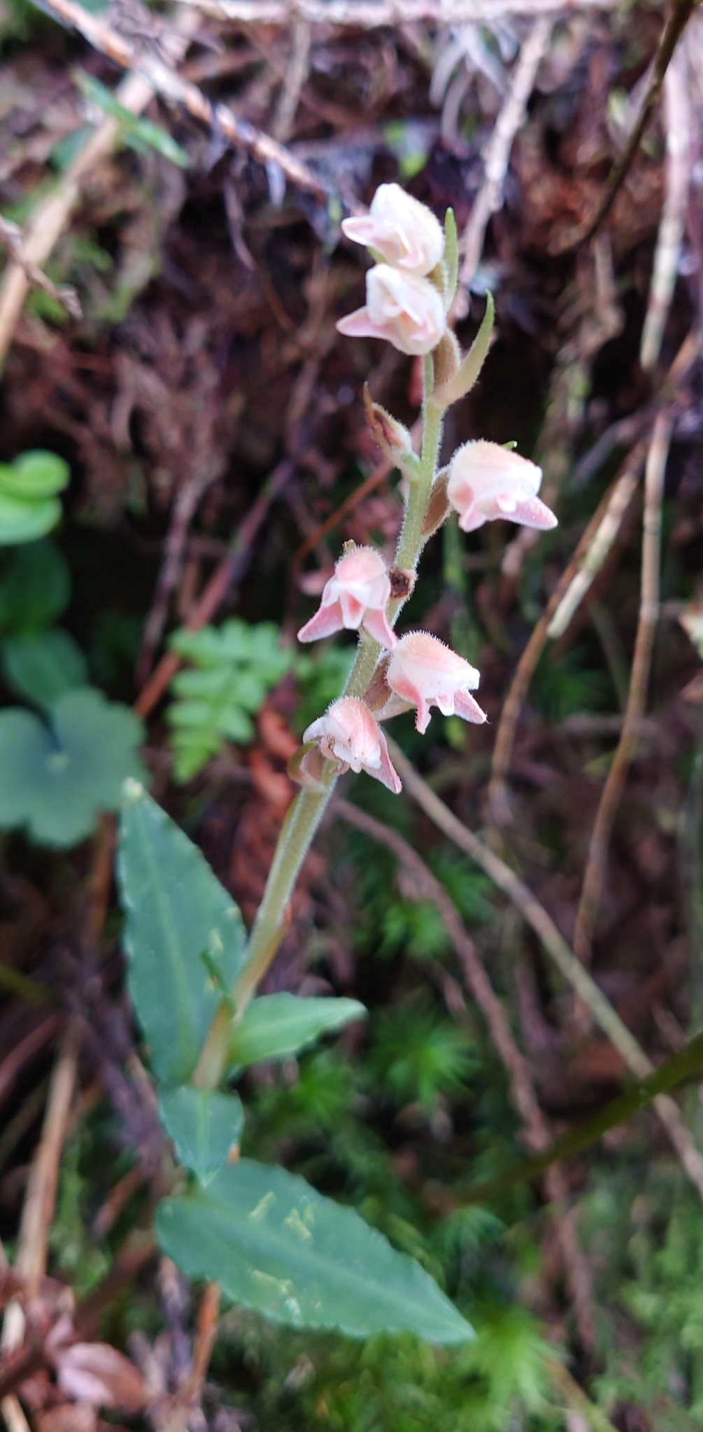 Goodyera foliosa (Lindl.) Benth. ex C.B.Clarke