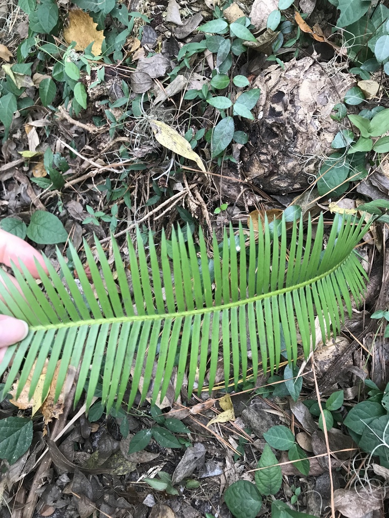 Chestnut Dioon in October 2022 by Natalie Heaton · iNaturalist