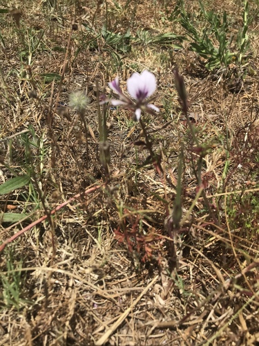 Photo 240311073, (c) Philippa Clemo, some rights reserved (CC BY-NC ...