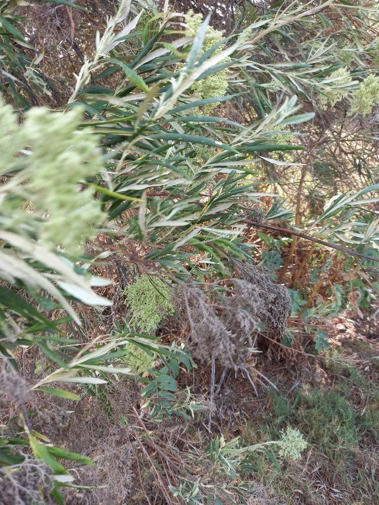 False Olive from Die Stroom Picnic Site, Swellendam, 6740, South Africa ...