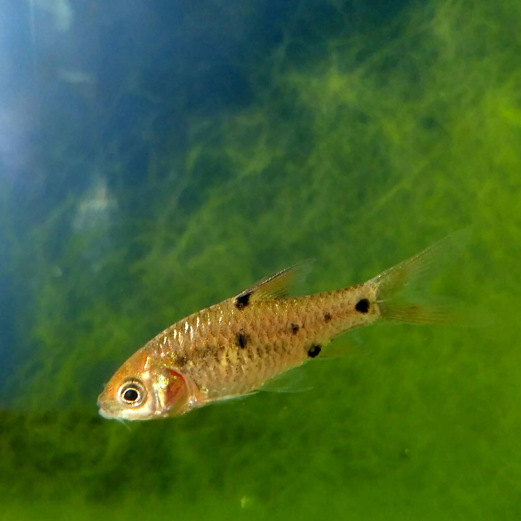 Barbodes binotatus (Valenciennes, 1842)