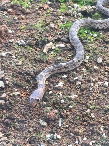 (Pituophis deppei deppei) - Snakes and Lizards