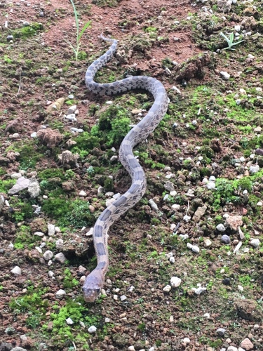(Pituophis deppei deppei) - Snakes and Lizards