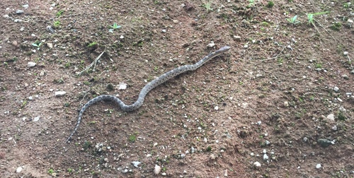 (Pituophis deppei deppei) - Snakes and Lizards