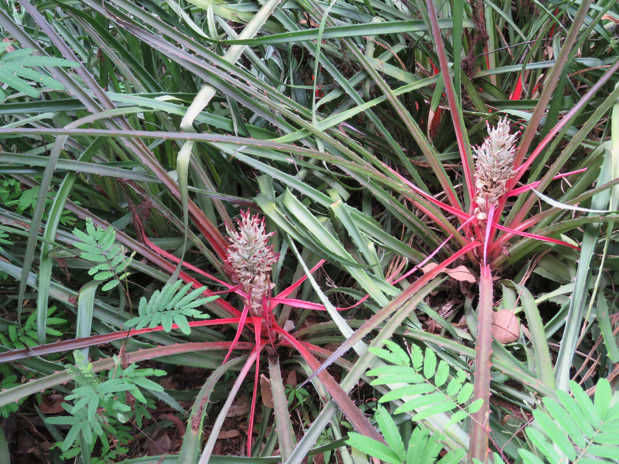Bromelia balansae Mez