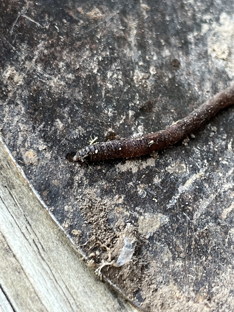 Earthworms from N Avenue L, Crowley, LA, US on October 29, 2022 at 12: ...