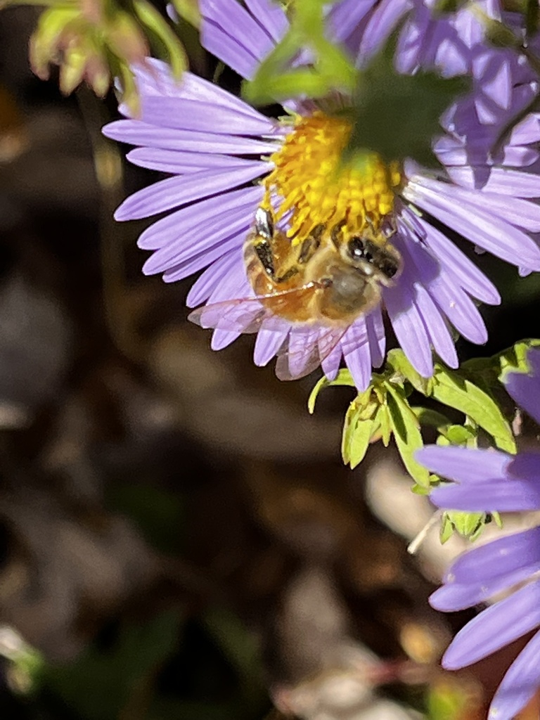 Western Honey Bee from The Maryland Zoo, Baltimore, MD, US on October ...