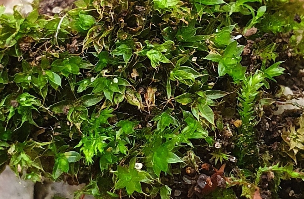 Bryum moravicum Podp.