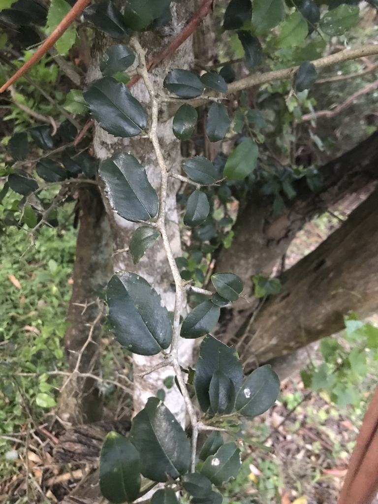 Thorny Elm (Enseleni Nature Reserve - Plants) · iNaturalist