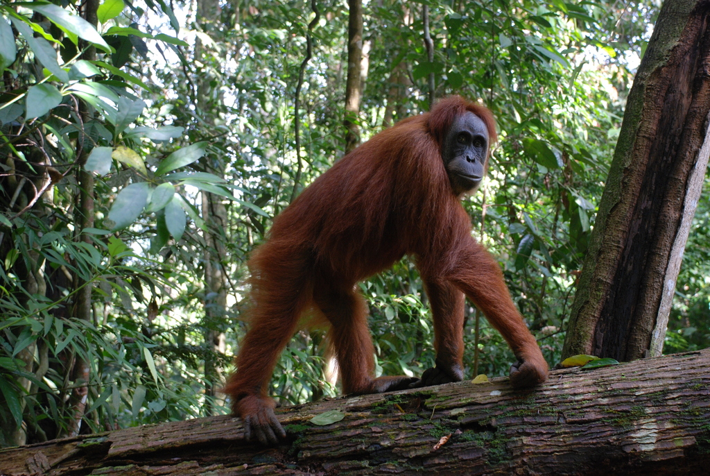 Sumatran Orangutan (Pongo abelii) - Know Your Mammals