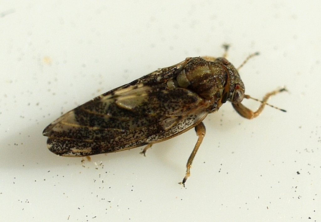 Hackberry Gall Psyllids from Cross Plains, WI 53528, USA on October 11 ...