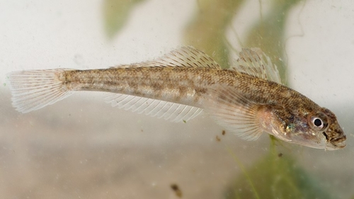 Monkey Goby (Fish of Serbia - guide) · iNaturalist