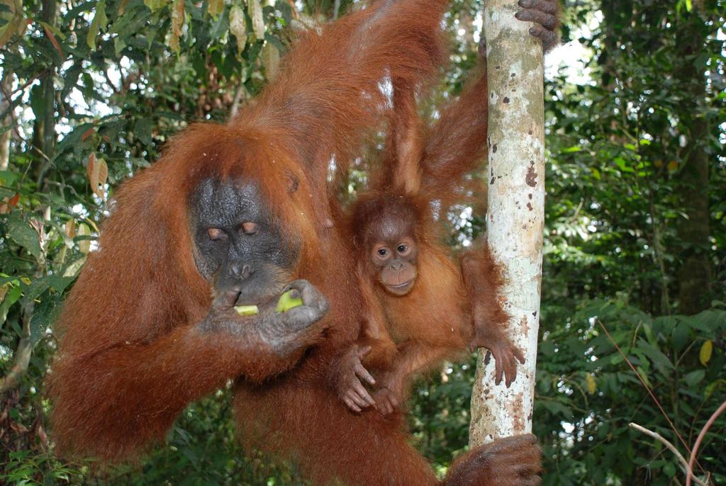 Sumatran Orangutan (Pongo abelii) - Know Your Mammals