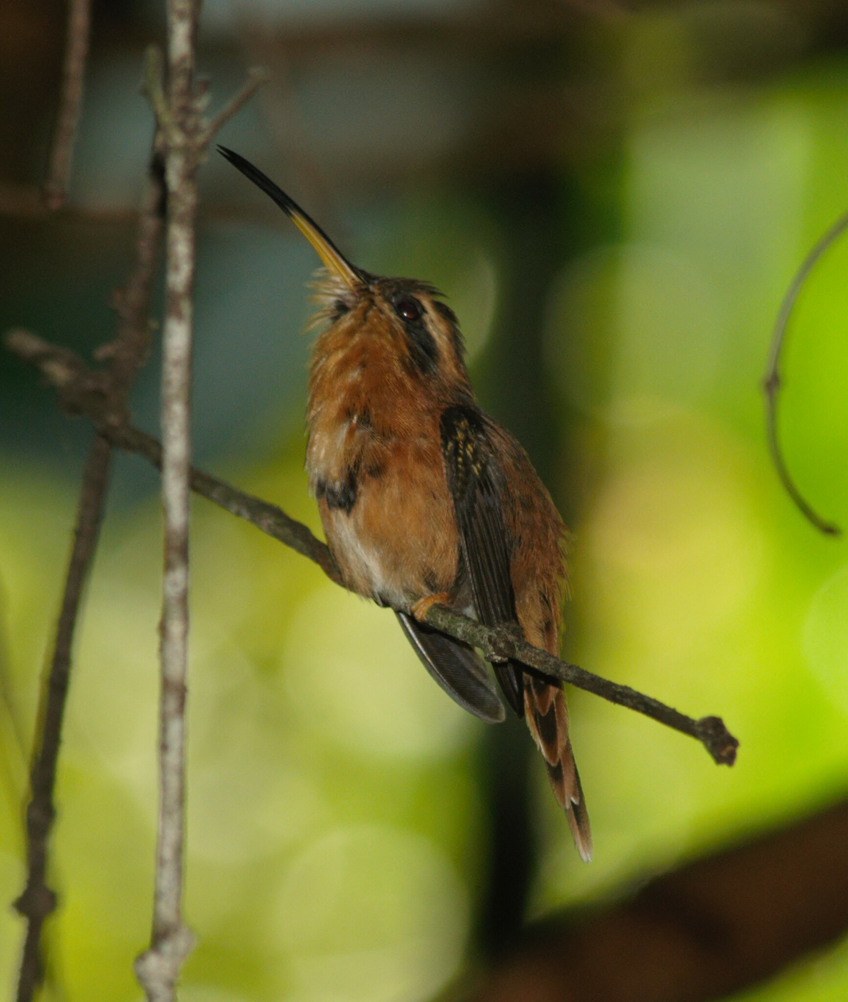 Phaethornis ruber (Linnaeus, 1758)