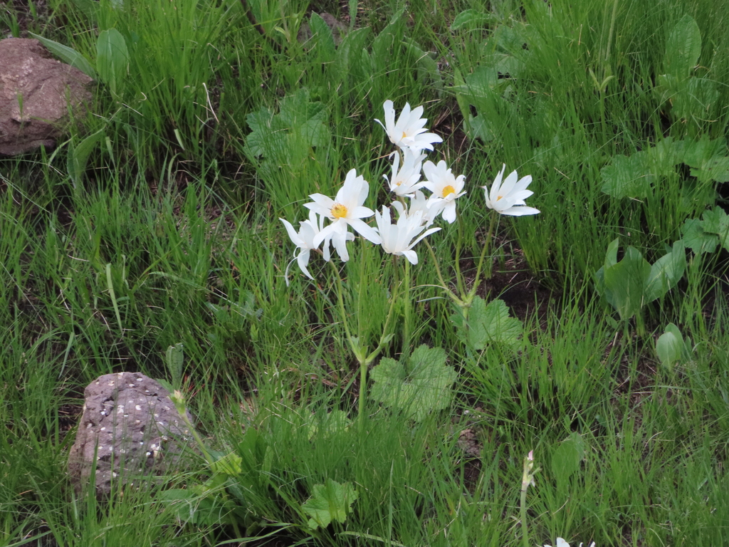 Giant Wild Anemone from Balloch, Barkly East, Joe Gqabi District ...