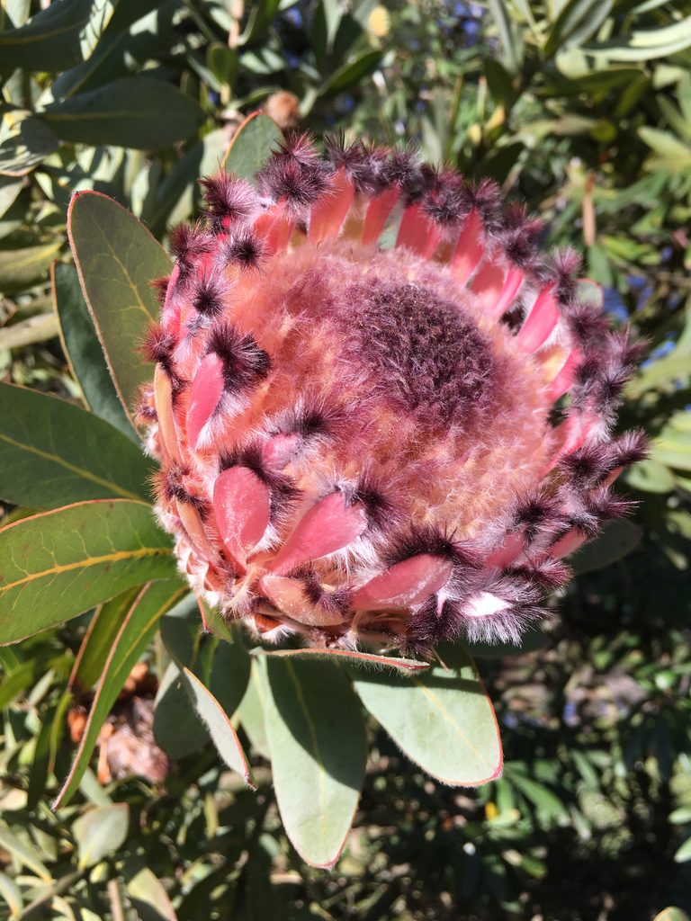 Pacific Queen (Protea magnifica × neriifolia) - Botanical Realm