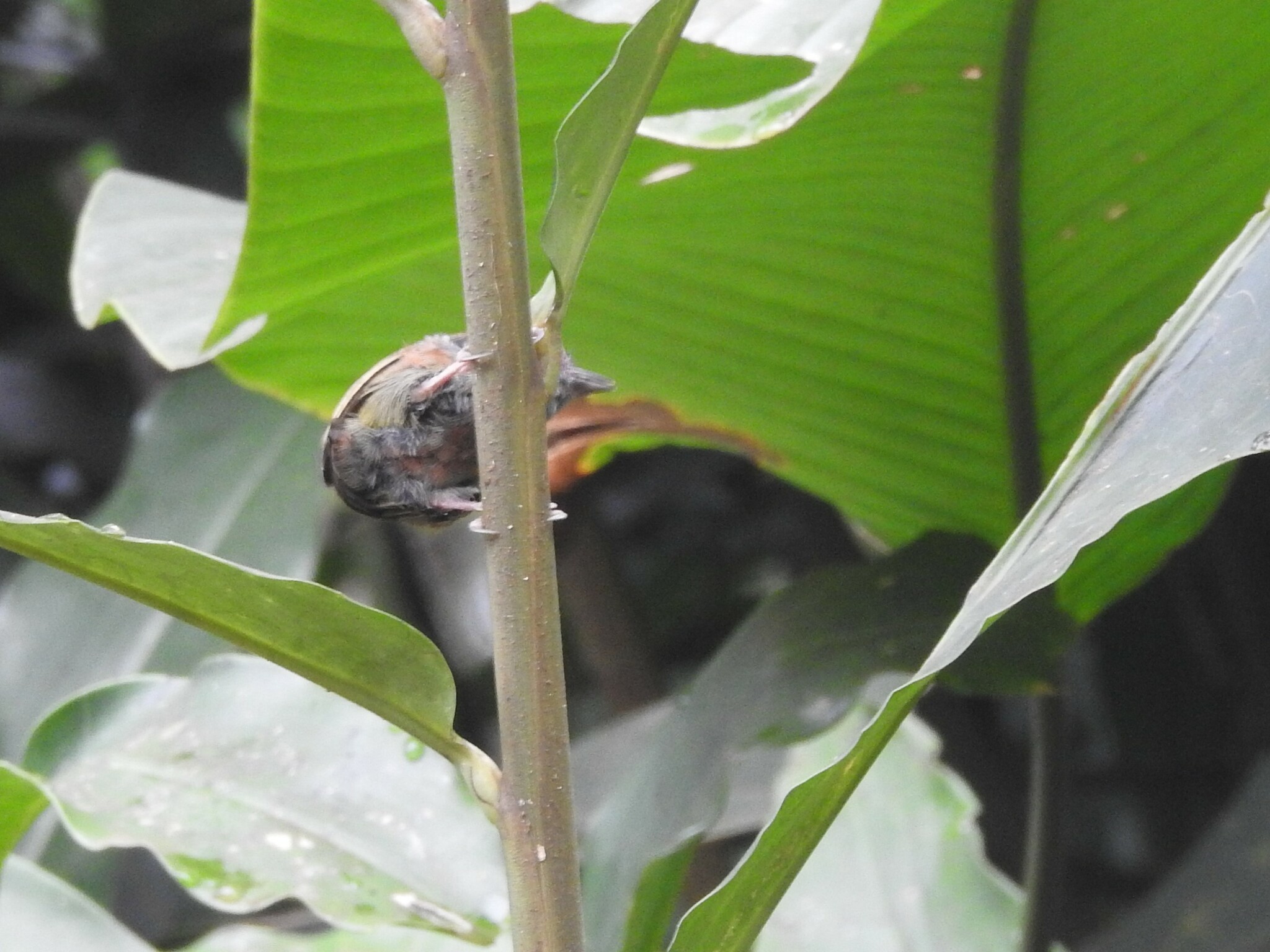 Sasia africana J.Verreaux & E.Verreaux, 1855