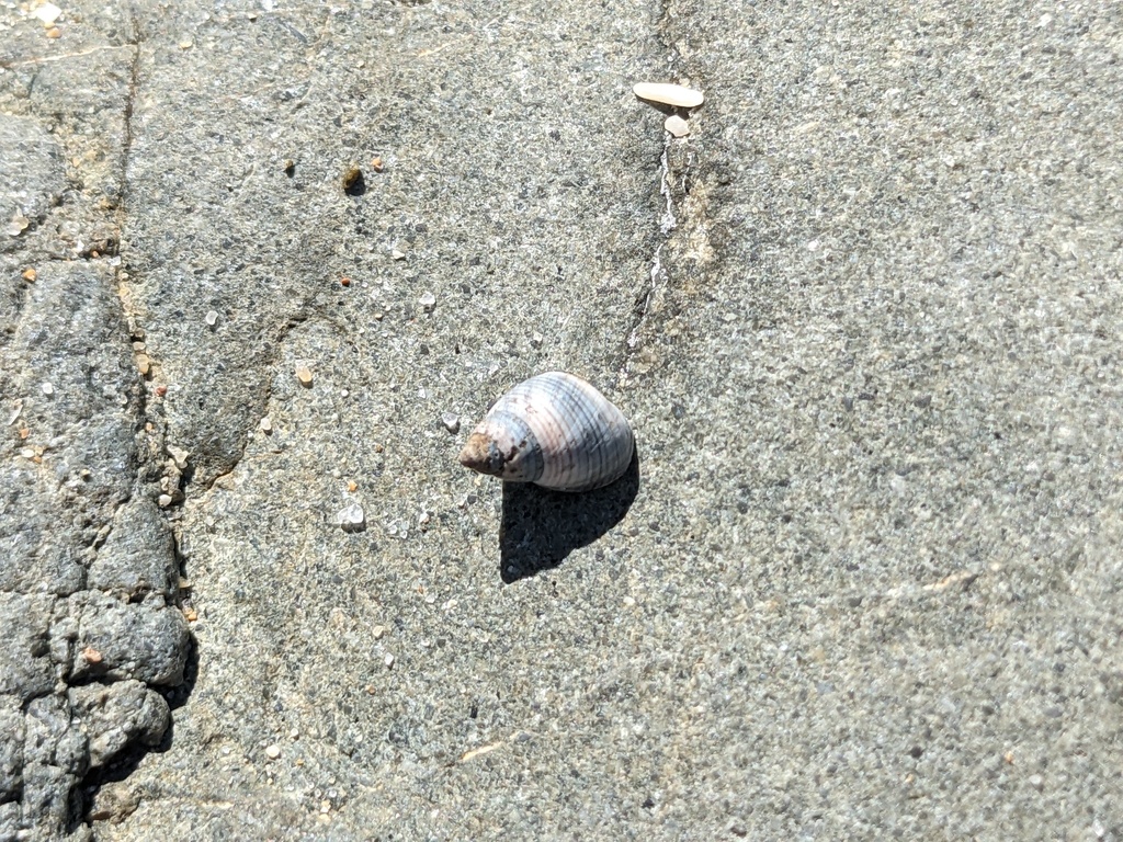 Little Blue Periwinkle from Woolgoolga NSW 2456, Australia on October ...