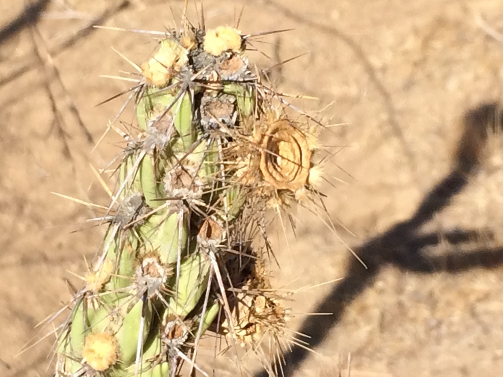 Cane Cholla from Riverside, California, United States on August 30 ...