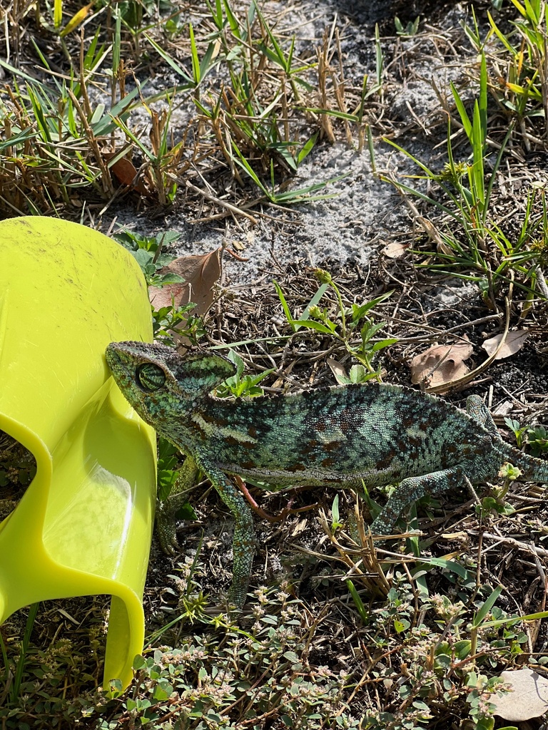 Veiled Chameleon from Bramblewood Dr S, Clearwater, FL, US on October ...