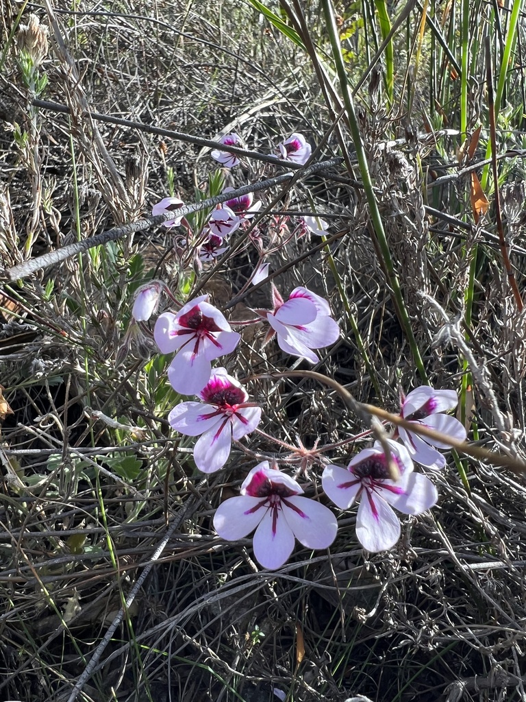 Tricolour Storksbill from Towerkop Approach, Ladismith, WC, ZA on ...
