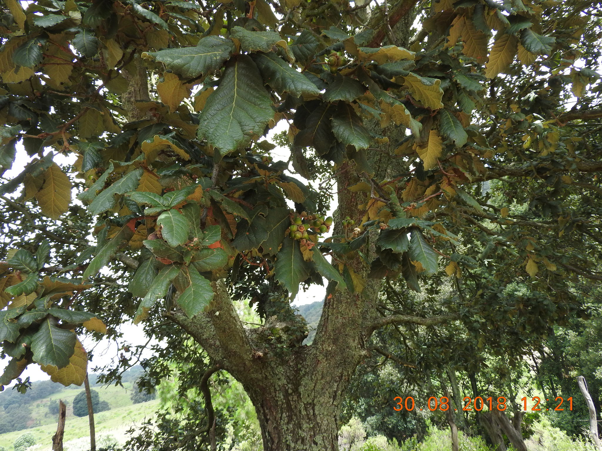 Bosques de Pino-Encino de la Sierra Madre Oriental – III – Pangea