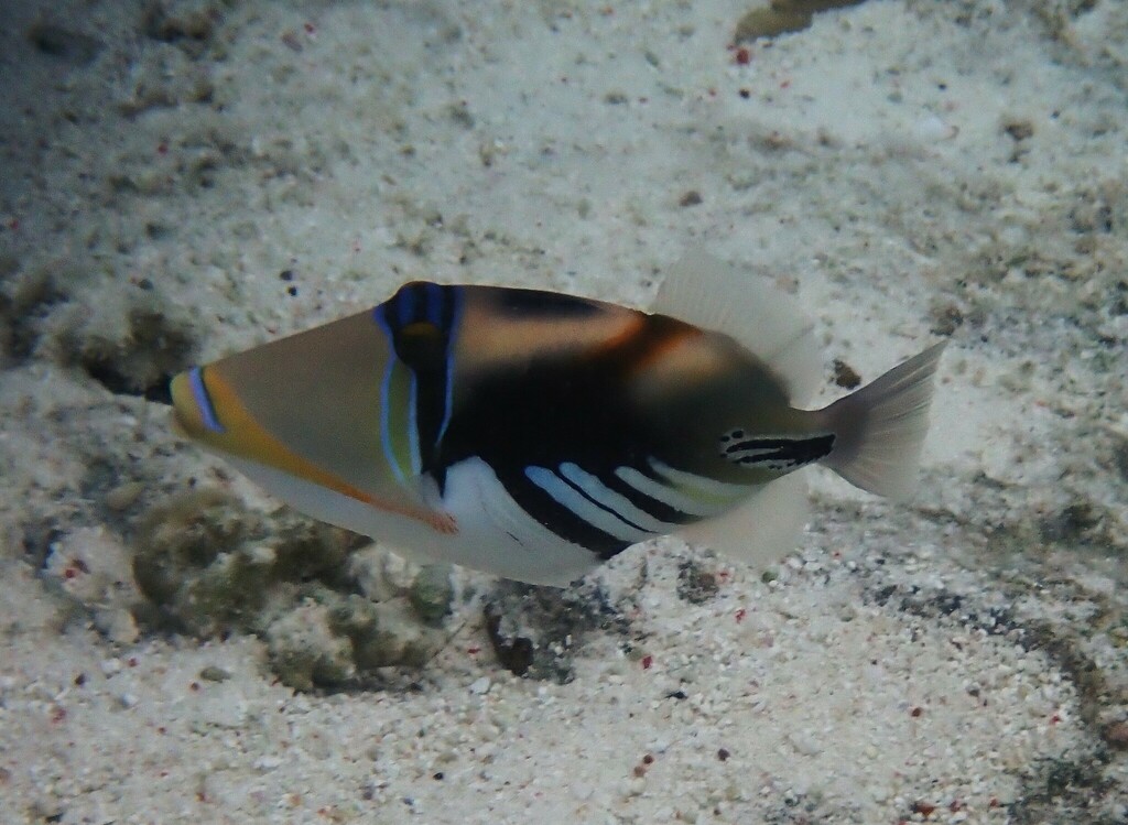Lagoon Triggerfish from Gladstone, QLD, Australia on October 22, 2022 ...