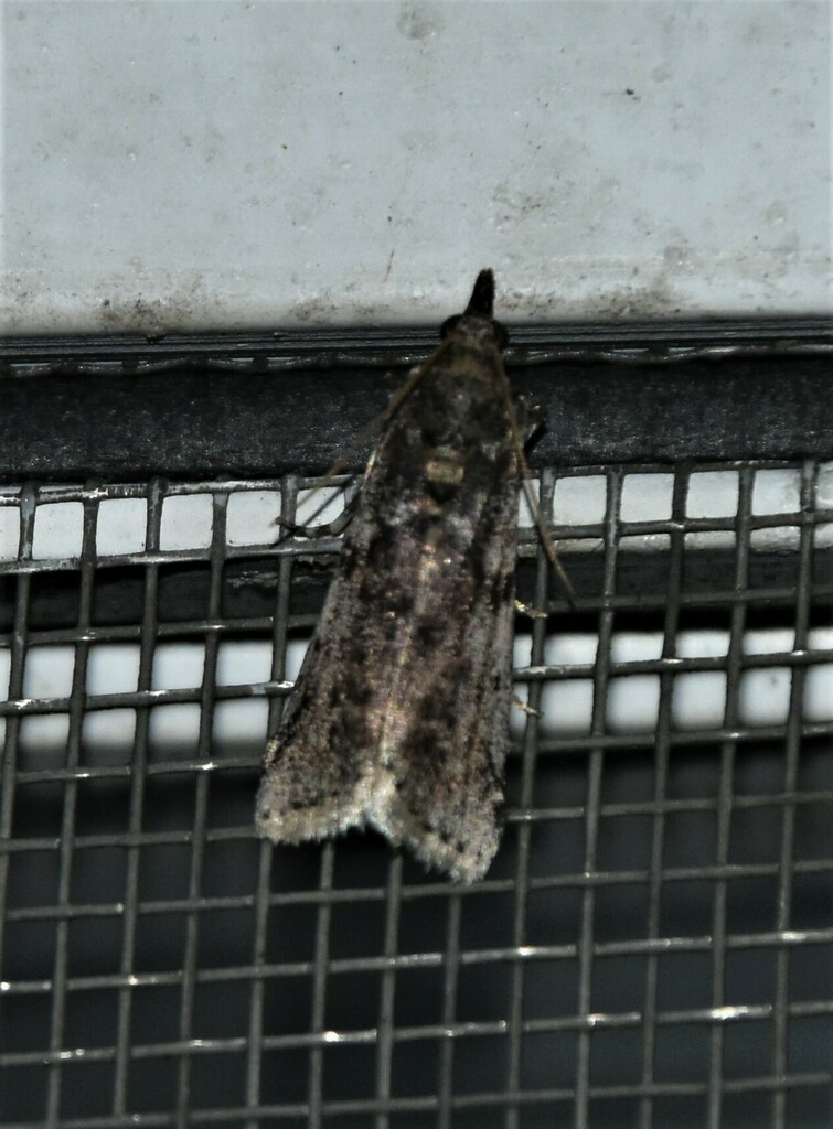 Scale-feeding Snout in October 2021 by Rose Chin · iNaturalist