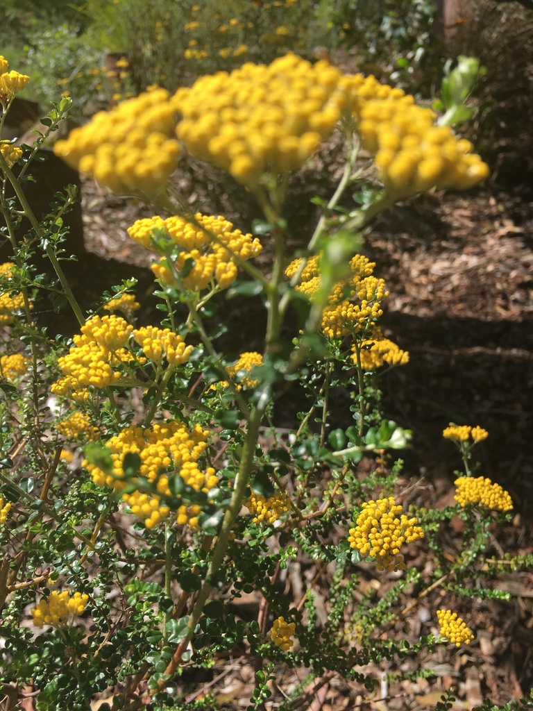 Grey Everlasting from Wallace Rd, Christmas Hills, VIC, AU on October ...