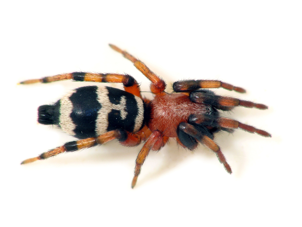 Variegated Ground Spider from Belle Haven, VA, USA on February 06, 2010 ...