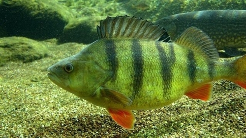 Redfin (Fish of Serbia - guide) · iNaturalist