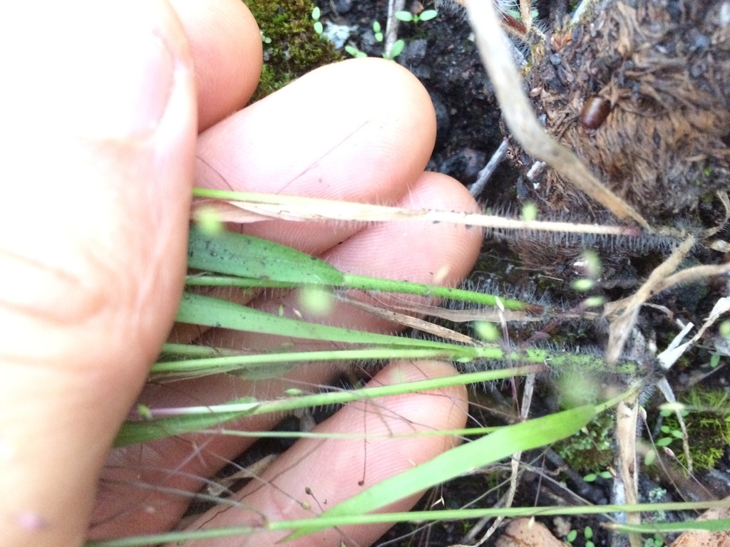Philadelphia panic grass from East, Guelph, ON, CA on August 30, 2018 ...