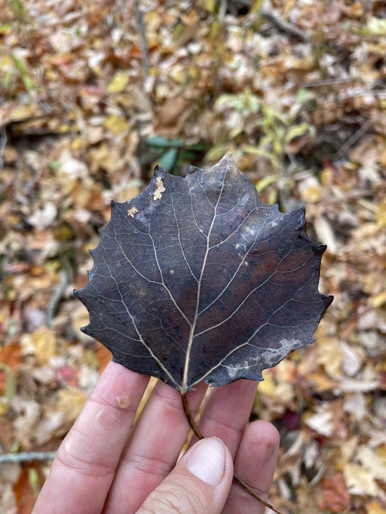 bigtooth aspen from Carter, Tennessee, Appalachian National Scenic ...