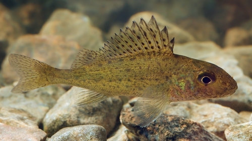 Ruffe (Fish of Serbia - guide) · iNaturalist
