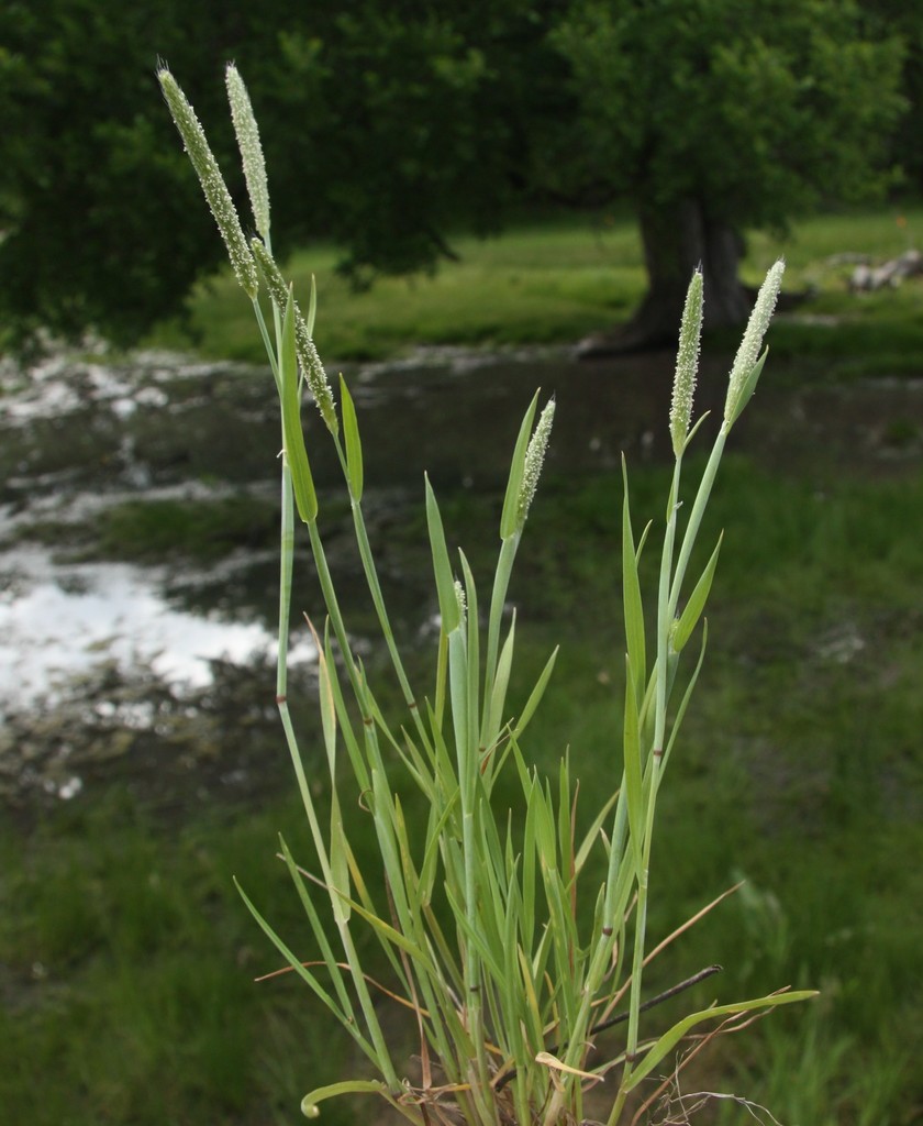 Tufted Foxtail (Alopecurus carolinianus) - Botanical Realm