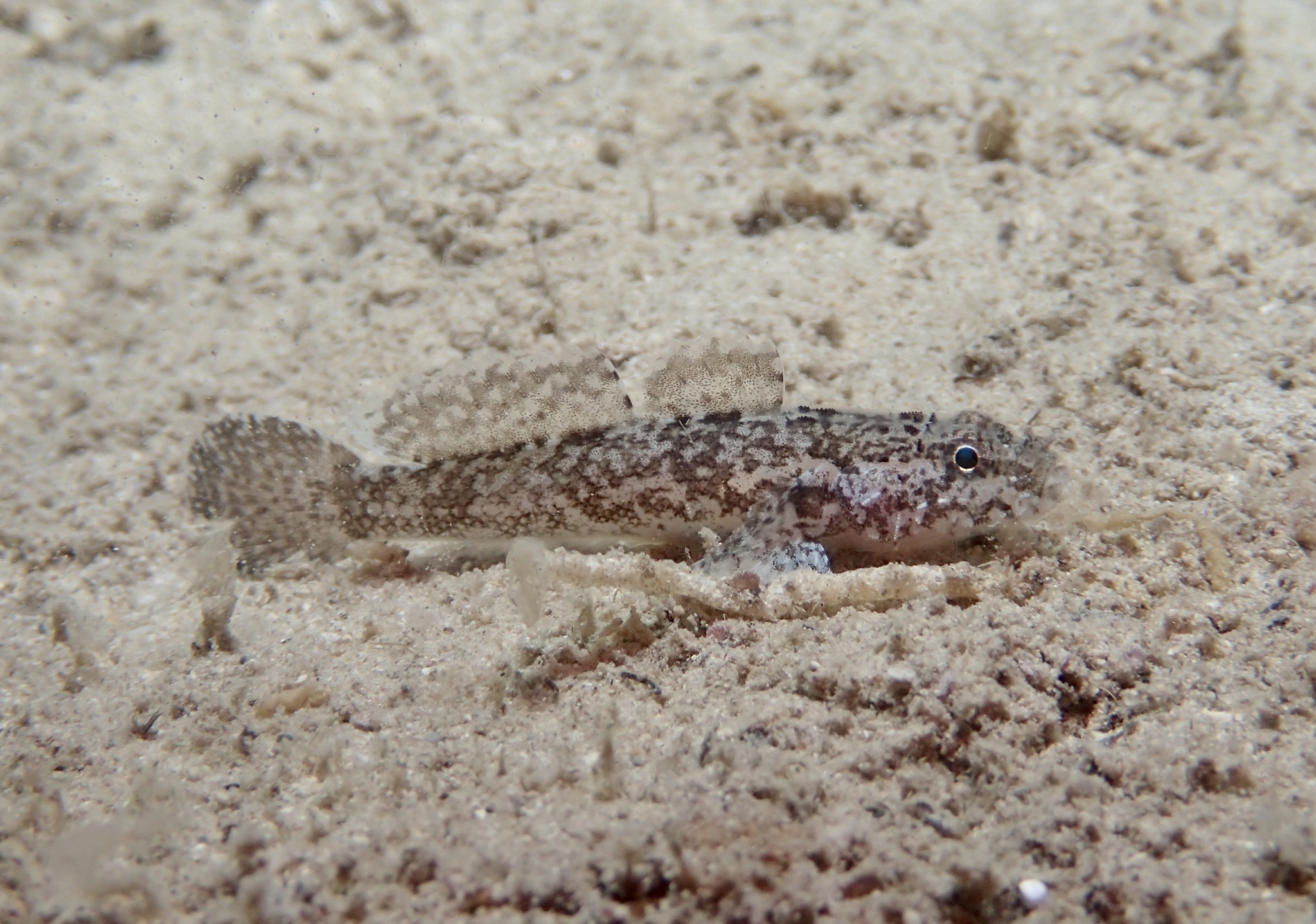 Callogobius mucosus (Günther, 1872)